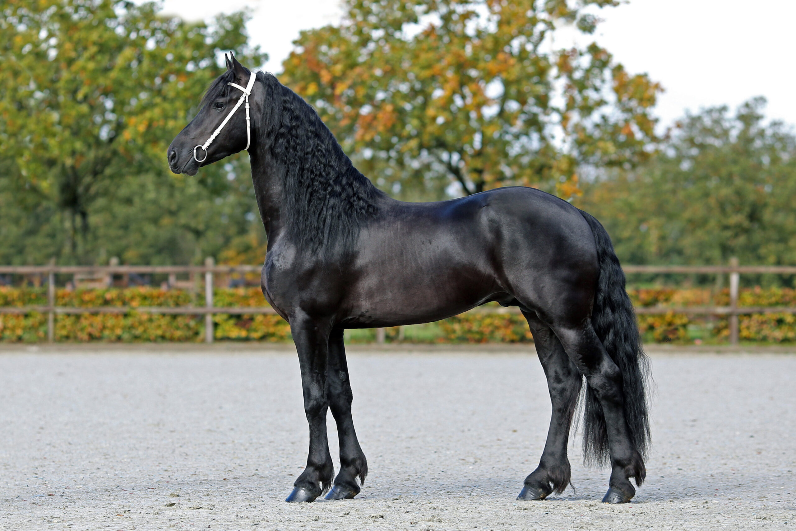 سیلمی های جدید سه رقمی فریزین در سال 2023 مشخص شدند - مجموعه اسب فریزین ...